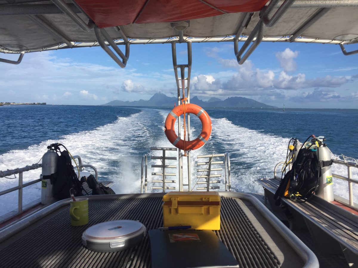 Tahiti and Easter Island – Sharks, Moai and Pisco Sours – Have Son Will ...