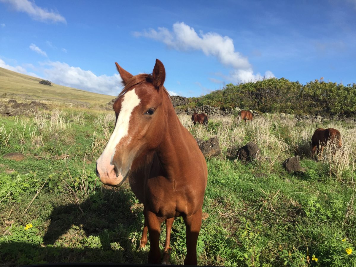 Tahiti and Easter Island – Sharks, Moai and Pisco Sours – Have Son Will ...